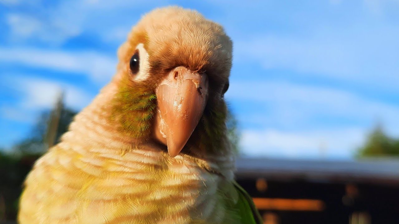 Play this video to make friends with your bird, Green Cheek Conure ...