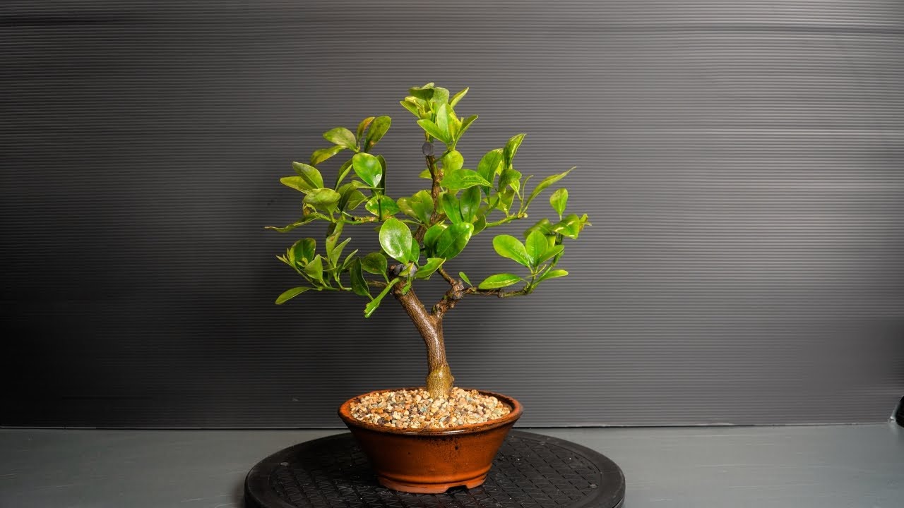 Bonsai Mandarin Orange pruning and repotting (tree 9 - part 1) - YouTube