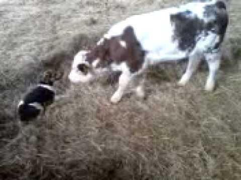 Dog playing with calf...Very Funny! - YouTube