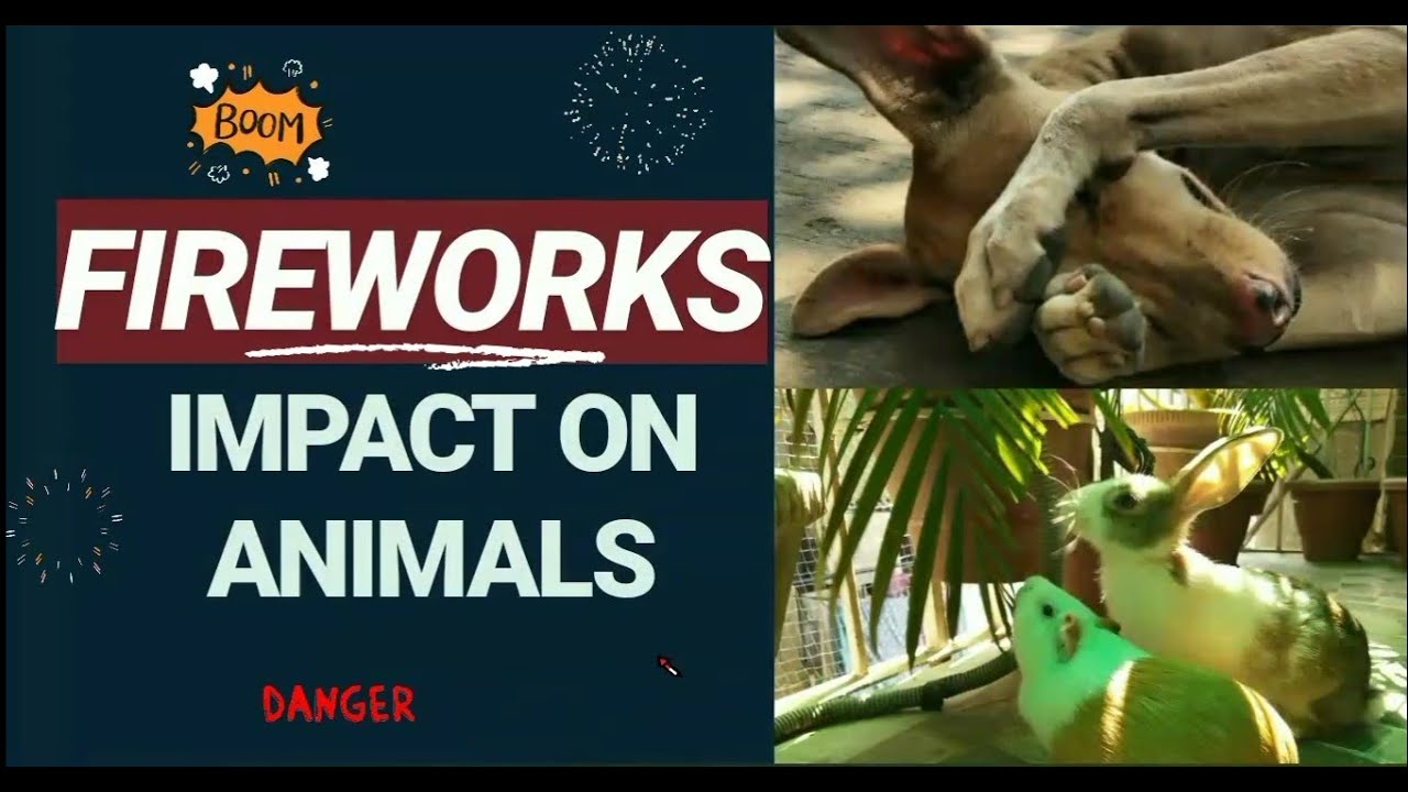 Impact Of Fireworks On Animals - YouTube