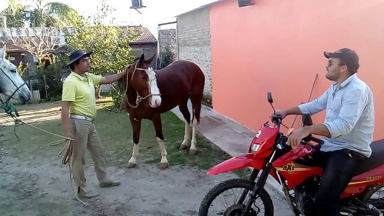 Vídeo gracioso de caballo - YouTube