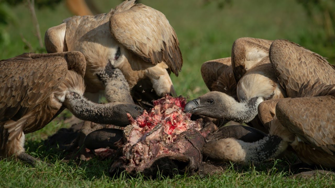 Epic Animal Fights Caught on Camera – Nature’s Most Intense Battles ...