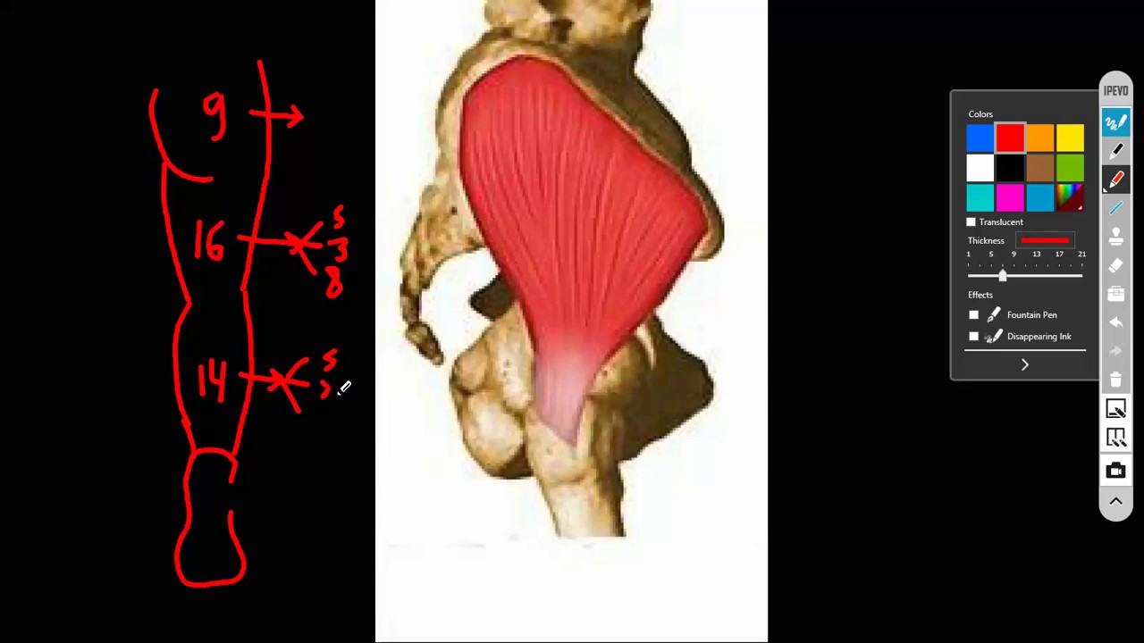 Khalid Milad | Muscles of the Lower Limb - YouTube