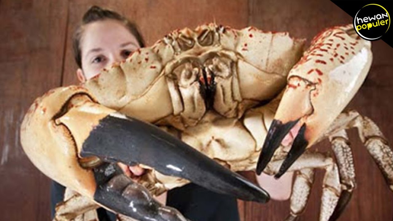 Ukurannya 100 Kali Lebih Besar Dari yang Biasa! Inilah Kepiting Raksasa ...
