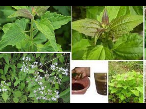 Spiritual and Physical Uses of Acheampong - YouTube