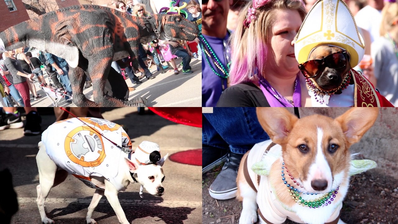 WHO LET THE DOGS OUT | World's Largest Pet Parade - YouTube