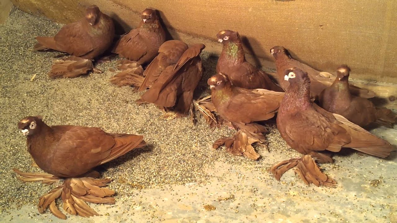 -Erich Taube- (Germany) usbekische Tauben 5 УЗБЕКСКИЕ ГОЛУБИ 5 - YouTube