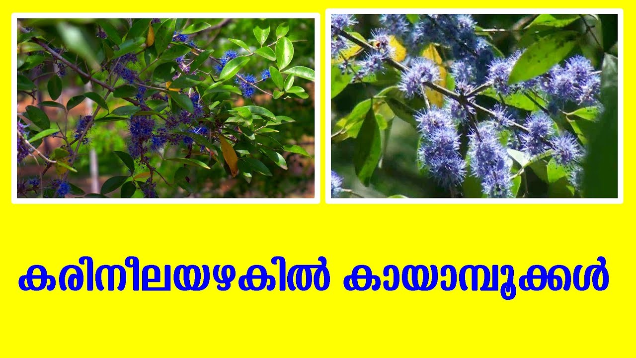 KODALY PALLIKUNNU കരിനീലയഴകില്‍ കായാമ്പൂക്കള്‍ - YouTube