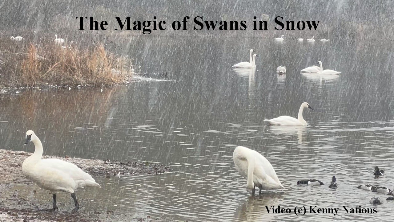 The Magic of Swans in Snow - YouTube