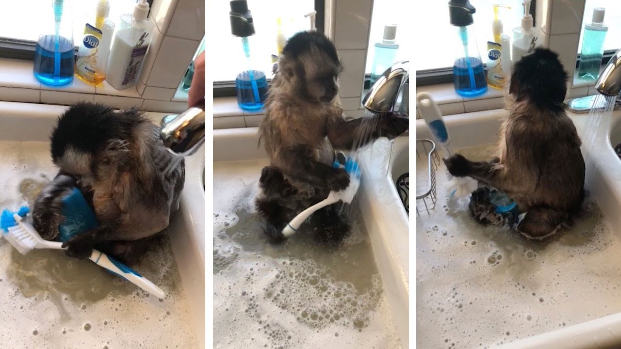 Clever Monkey Washes Dishes - YouTube