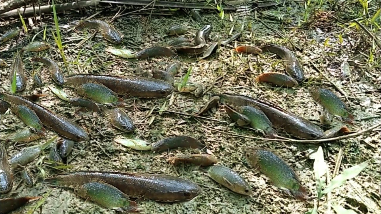 PETUALANGAN,37 !!! MENCARI IKAN DI RAWA KERING, BANYAK IKAN PADA ...