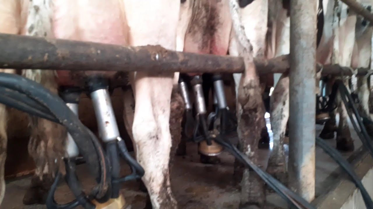 Today worak dairy farm cows//Cyprus farm - YouTube