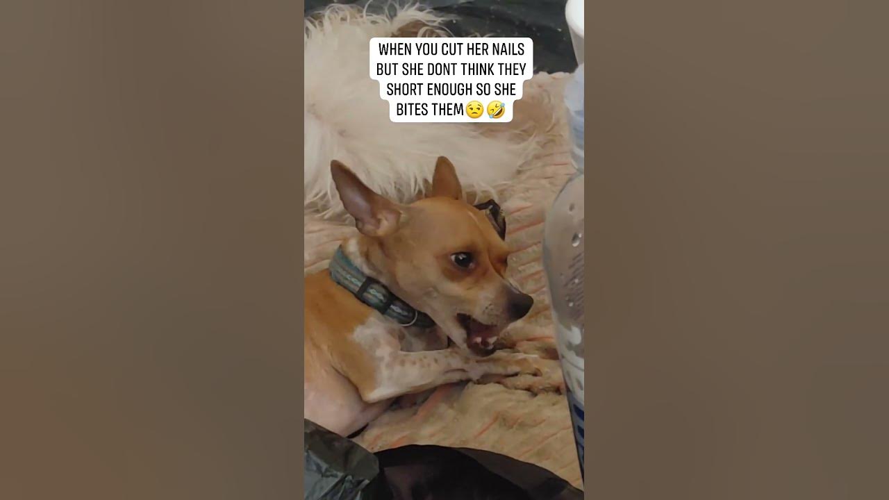 Dogs Bite Their Nails Now YouTube dogs-bite-their-nails-now-youtube