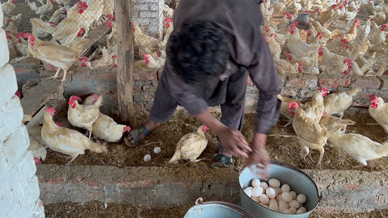 Collection Murgi Hen Harvesting Egg On Poultry Farming | Chicken Egg ...