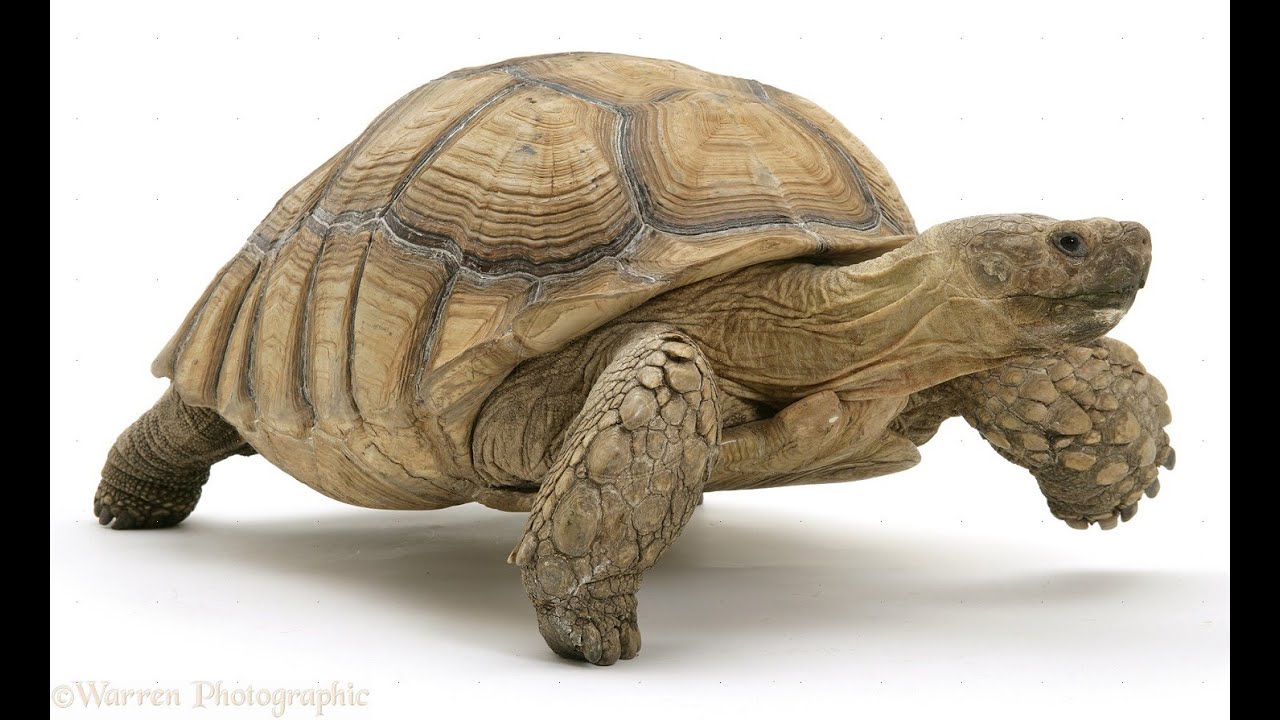 Jabuti I Alimentação Ideal I Dr Fabiano Galhardo - YouTube