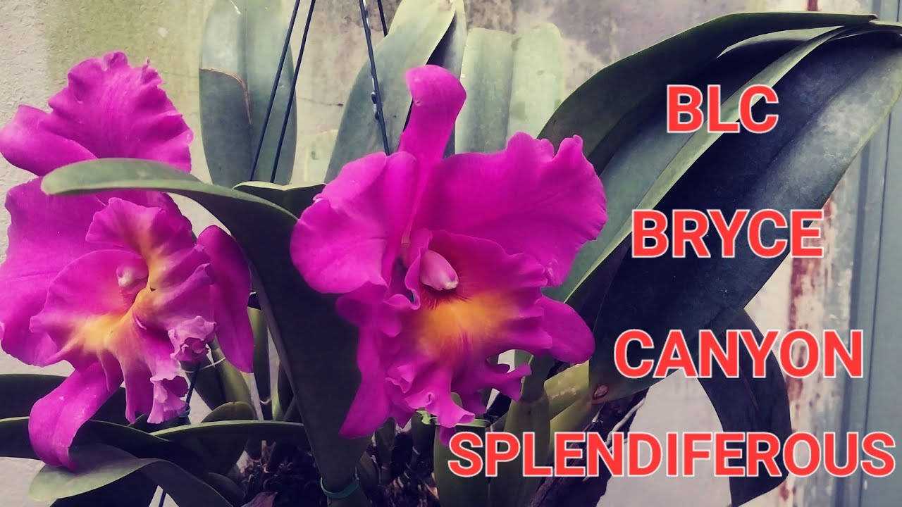 BLC BRYCE CANYON SPLENDIFEROUS - YouTube