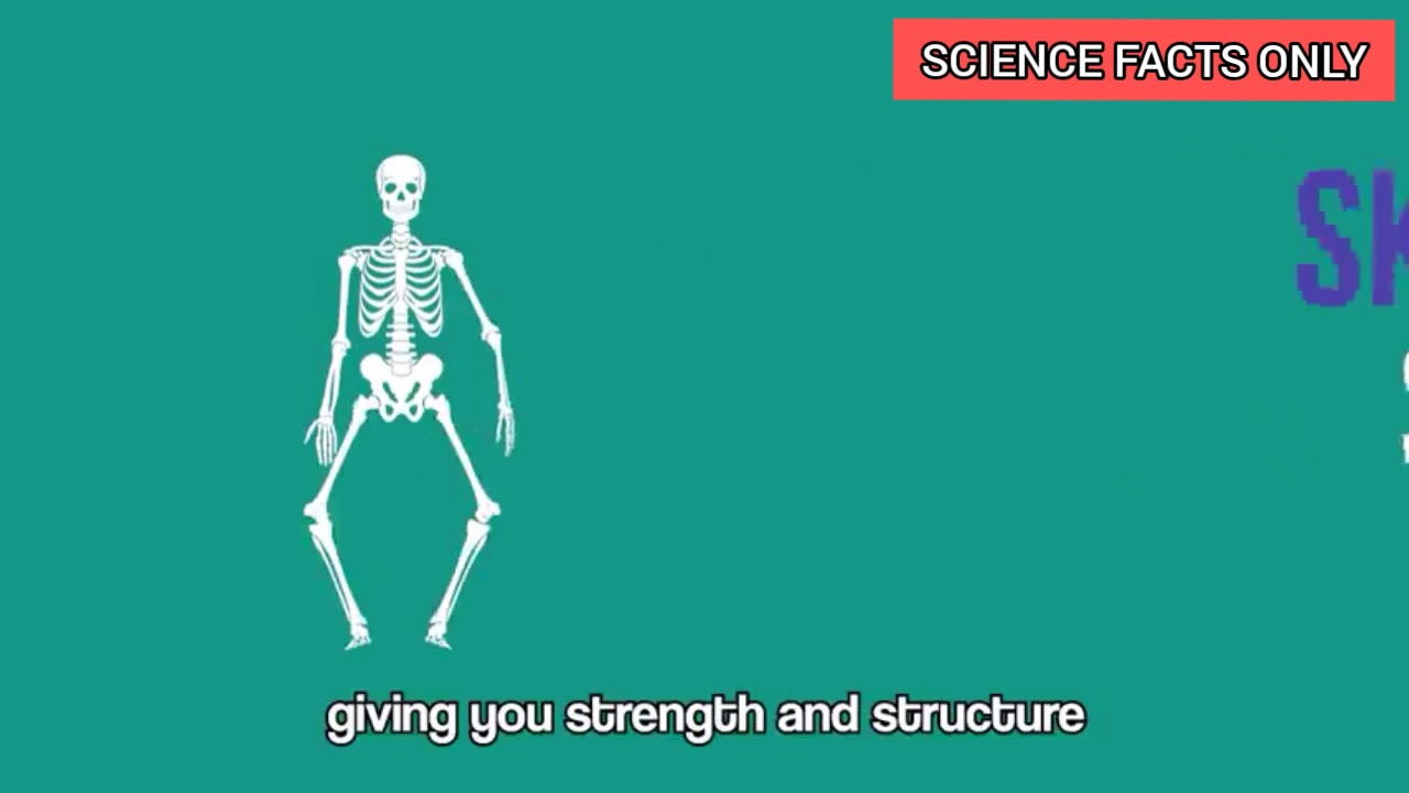 Human Skeleton System | Bones Names | Bones location with their ...
