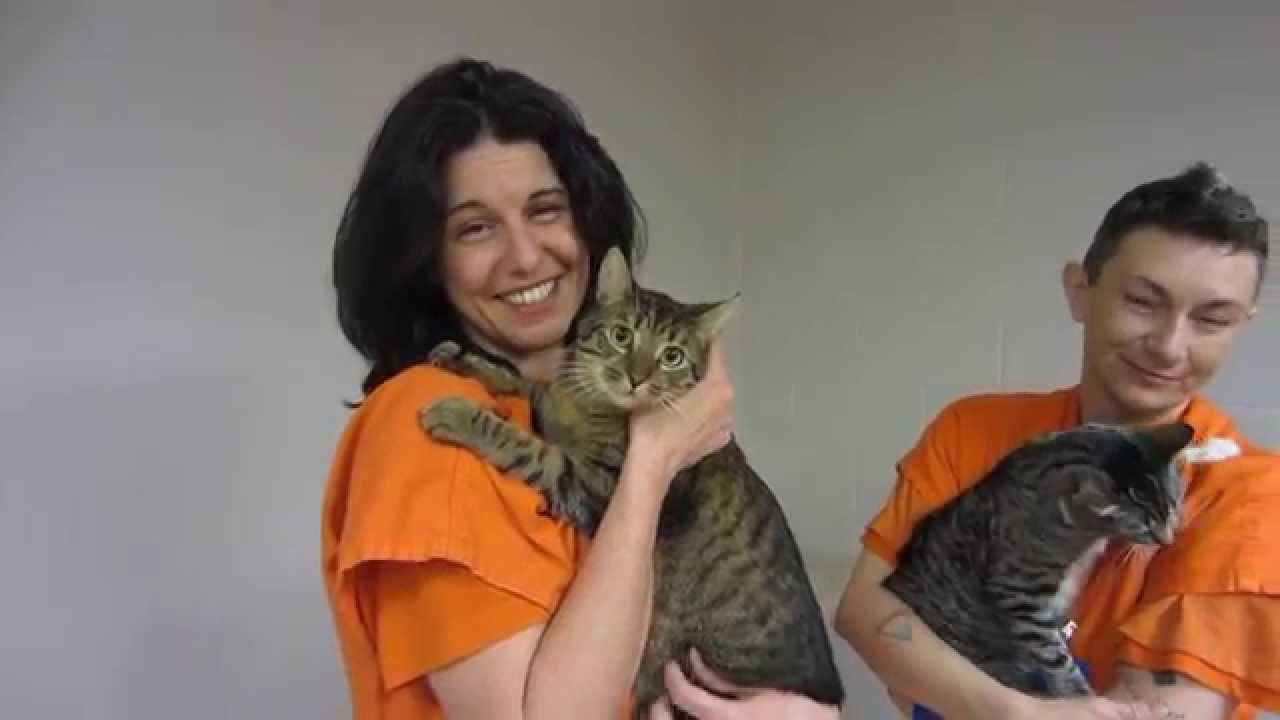 Jail Kittens - YouTube