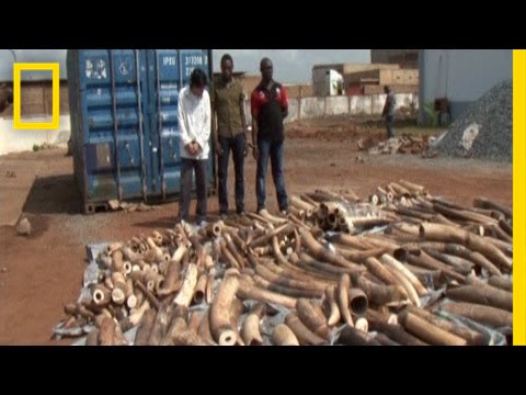 EXCLUSIVE: Confronting an Accused Ivory Smuggler | National Geographic ...