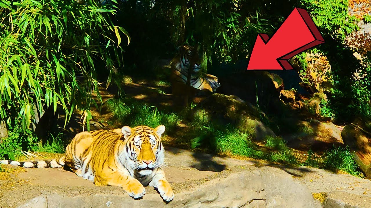 Oregon Zoo In Portland Full Virtual Tour - YouTube