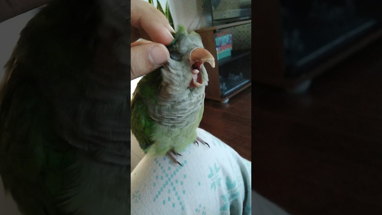 Sleepy Yawning Quaker Parrot - YouTube