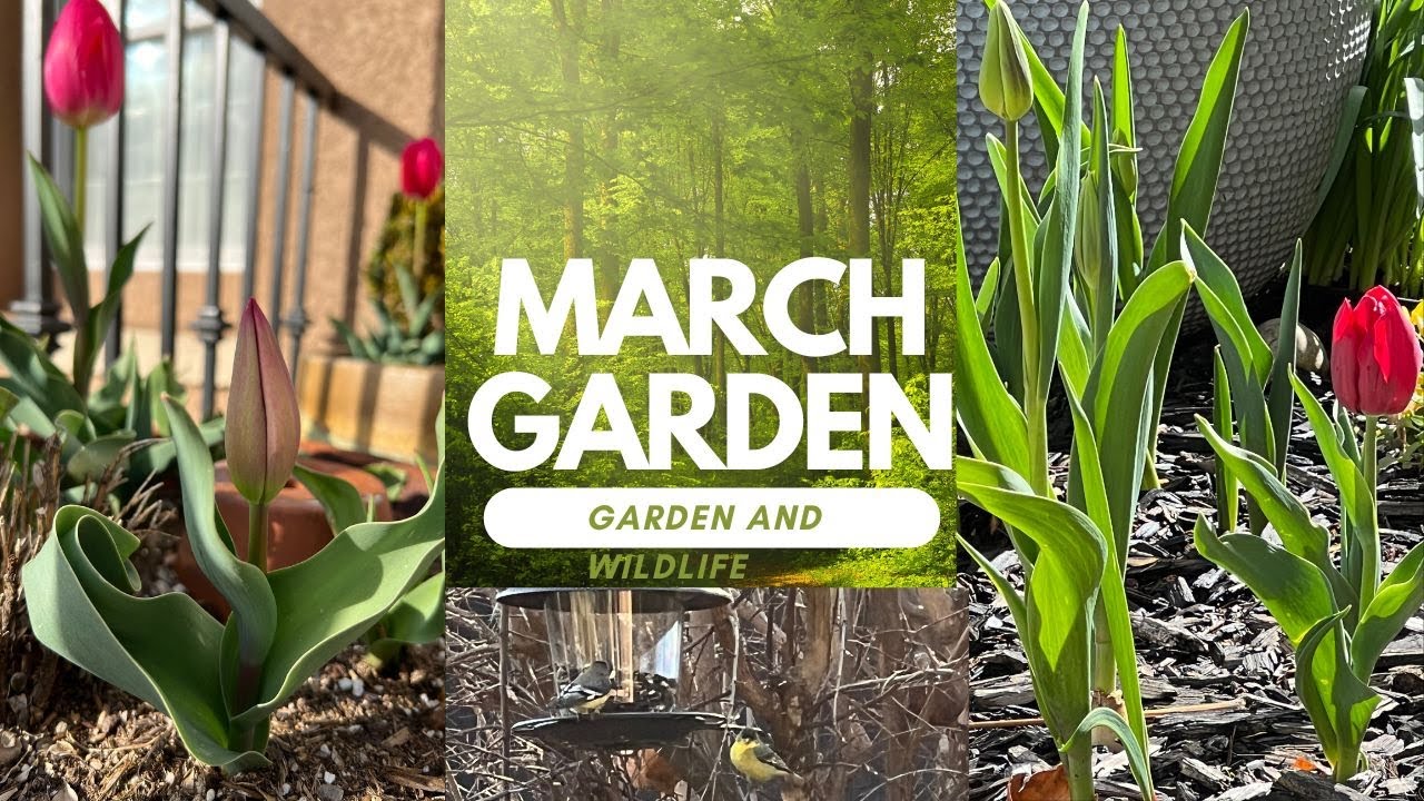 March Garden ( Early March garden update) - YouTube