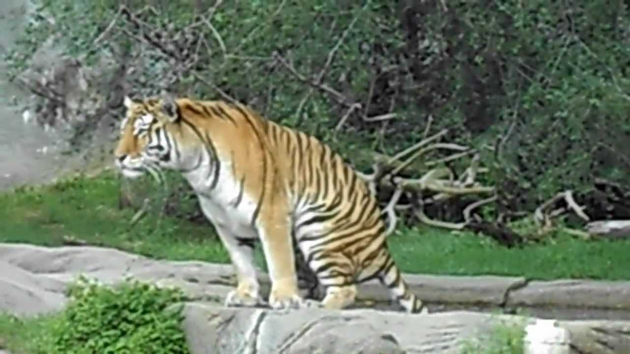 Noisy Tiger Diarrhea - YouTube