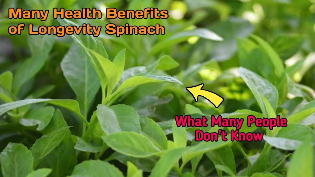 MANY Health Benefits of Longevity Spinach - YouTube