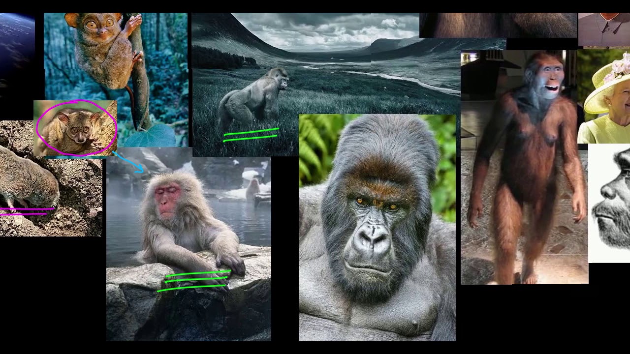 Introducción a la evolución humana | Khan Academy en Español - YouTube