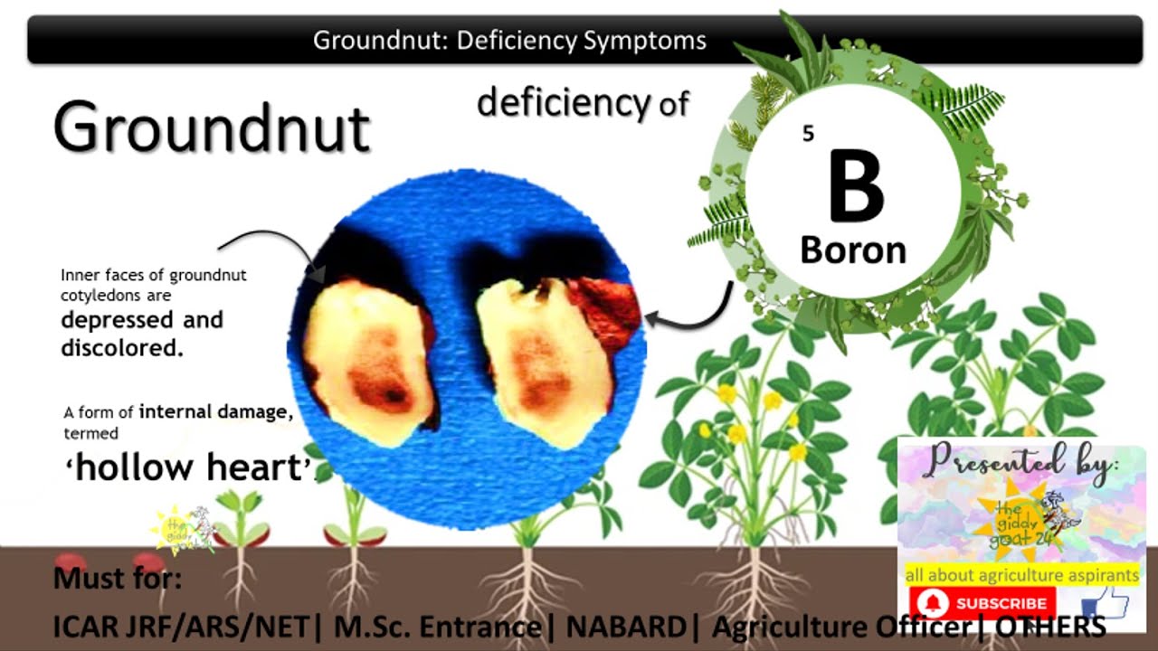 Groundnut: Boron Deficiency, Symptoms and Effects - YouTube