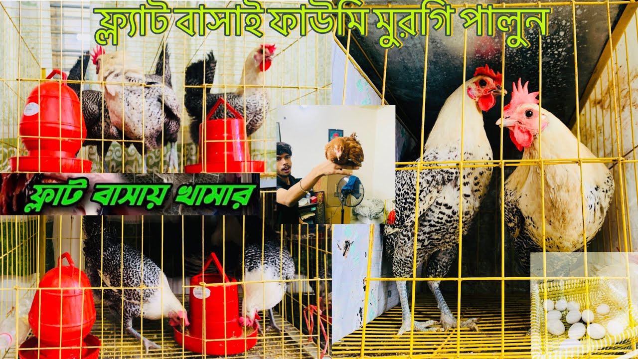 ফ্ল্যাট বাসায় মুরগি পালন | ফাউমি মুরগি পালন | বেল্কুনিতে মুরগী পালন ...