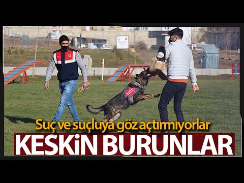 Jandarmanın En Büyük Yardımcısı \