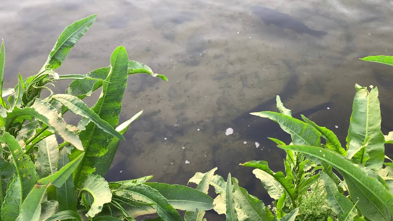 (Observation video) Carp spawning festival #1 - YouTube