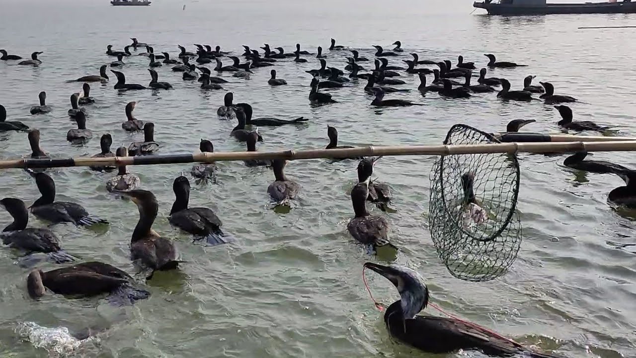 Fishing With Birds | the traditional way of catching fish in China ...