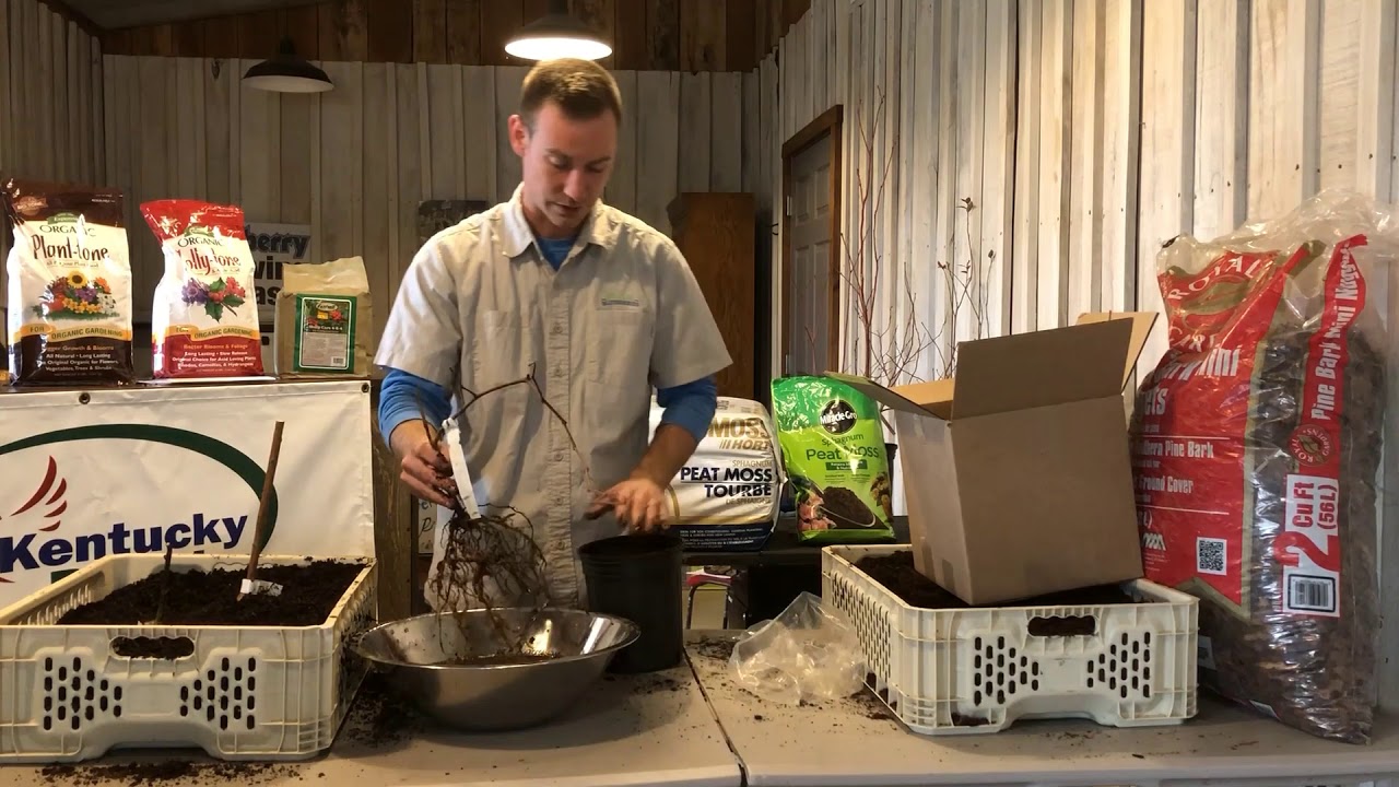 What to do When Receiving Bare Root Berry Plants - YouTube