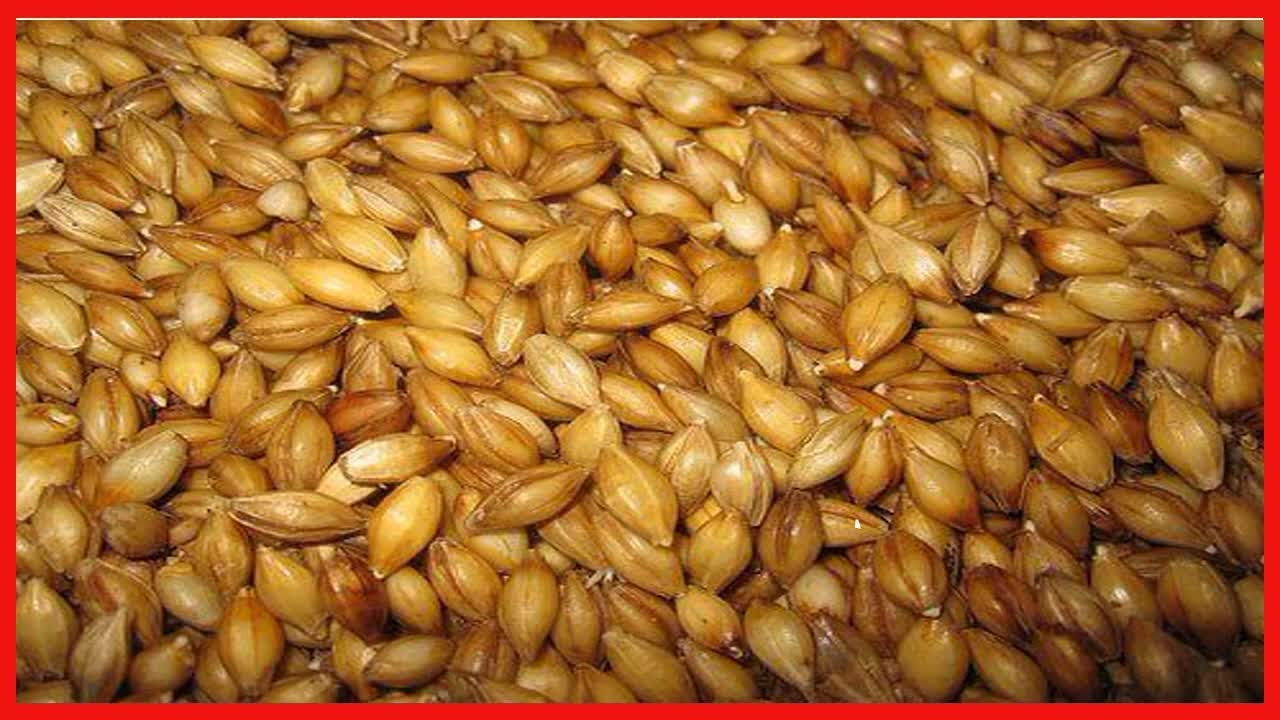 Cevada: para que serve e como consumi-la - YouTube