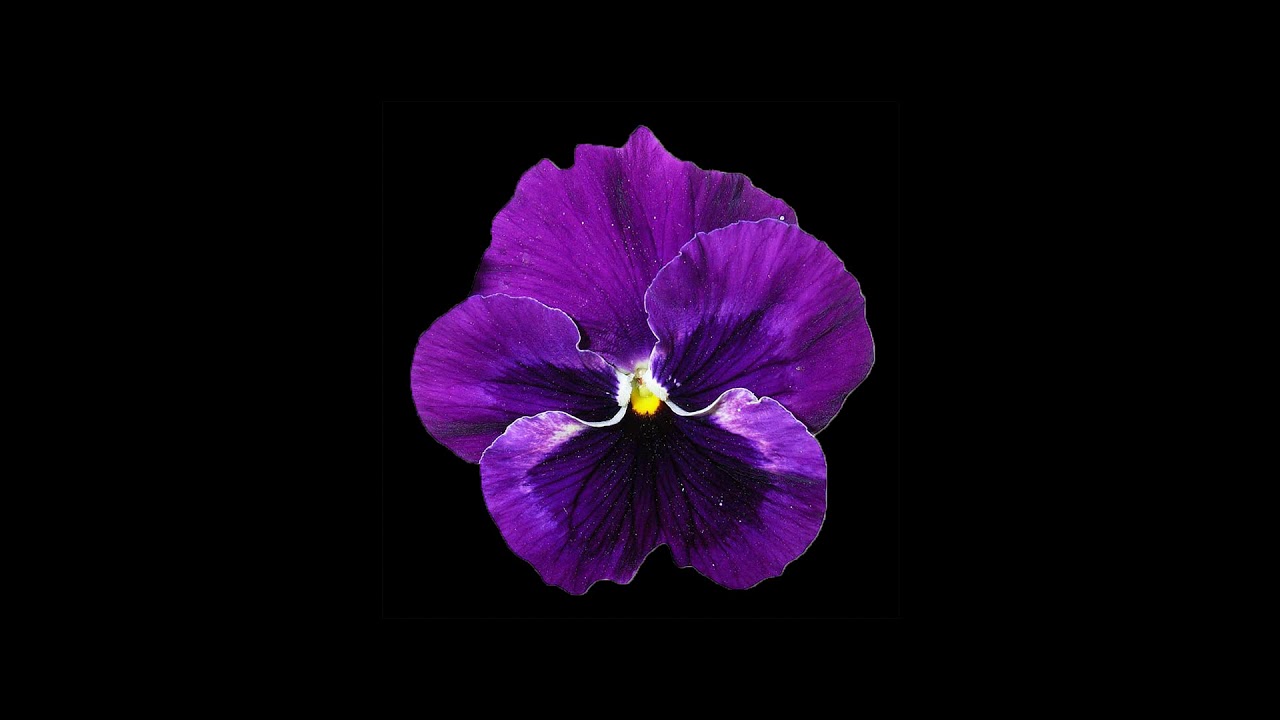 Sad Type Beat 2020 - "Violet" | Rap Instrumental | (FREE) [PIANO] - YouTube