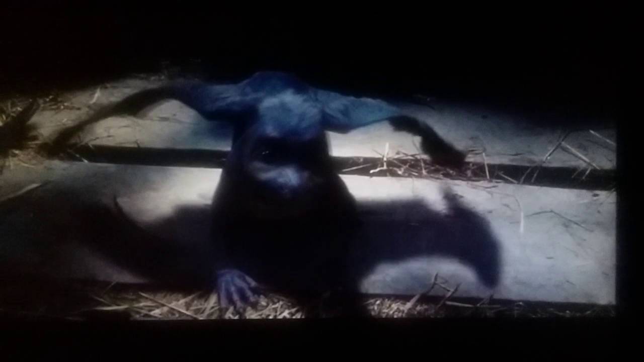 Baby Saphira Hatching