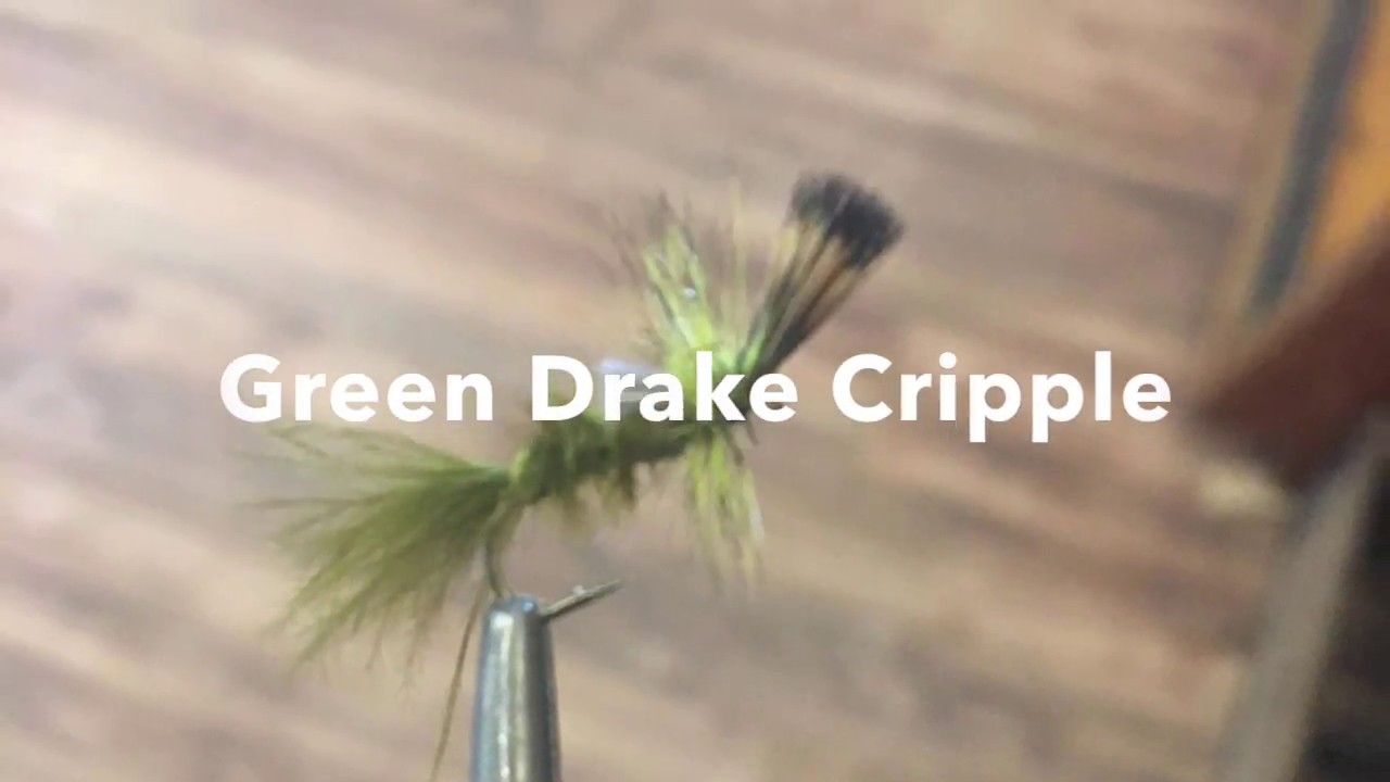 Featured Fly: Green Drake Cripple - YouTube