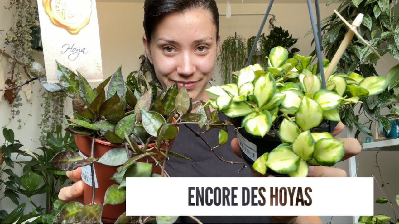 ENCORE DES HOYAS 🤭 - YouTube