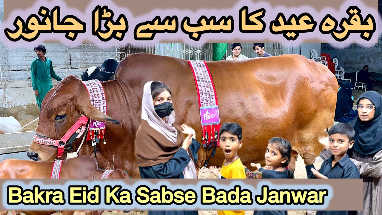 Bakara Eid Ka Sabse Bada Janwar #bakaraeid # ⁠@onedayhero1 #vlog #2025 ...