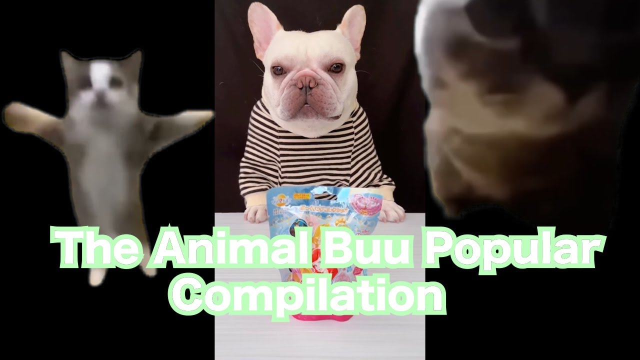 The Animal Buu Compilation | the most Fuuny collection26 #theanimalbuu ...