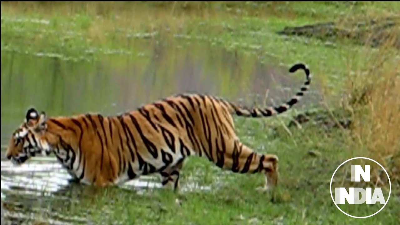 Big Cat walk | Big Cat tiger At jungle in Madhya Pradesh | Tiger swim ...