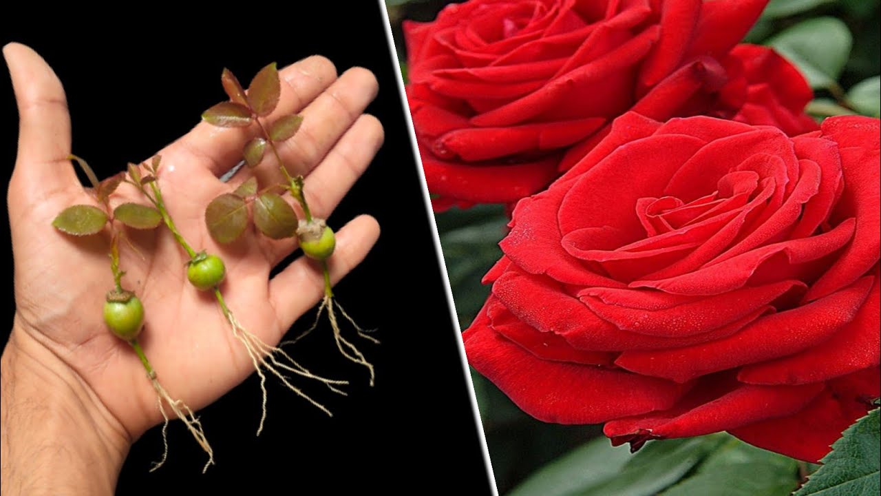 The method of growing red rose from buds with 100% success🌹 - YouTube