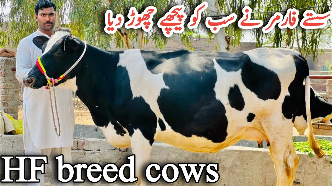 HF cows | Australian cows | Cross breed | Best Cows ever | 11 March ...