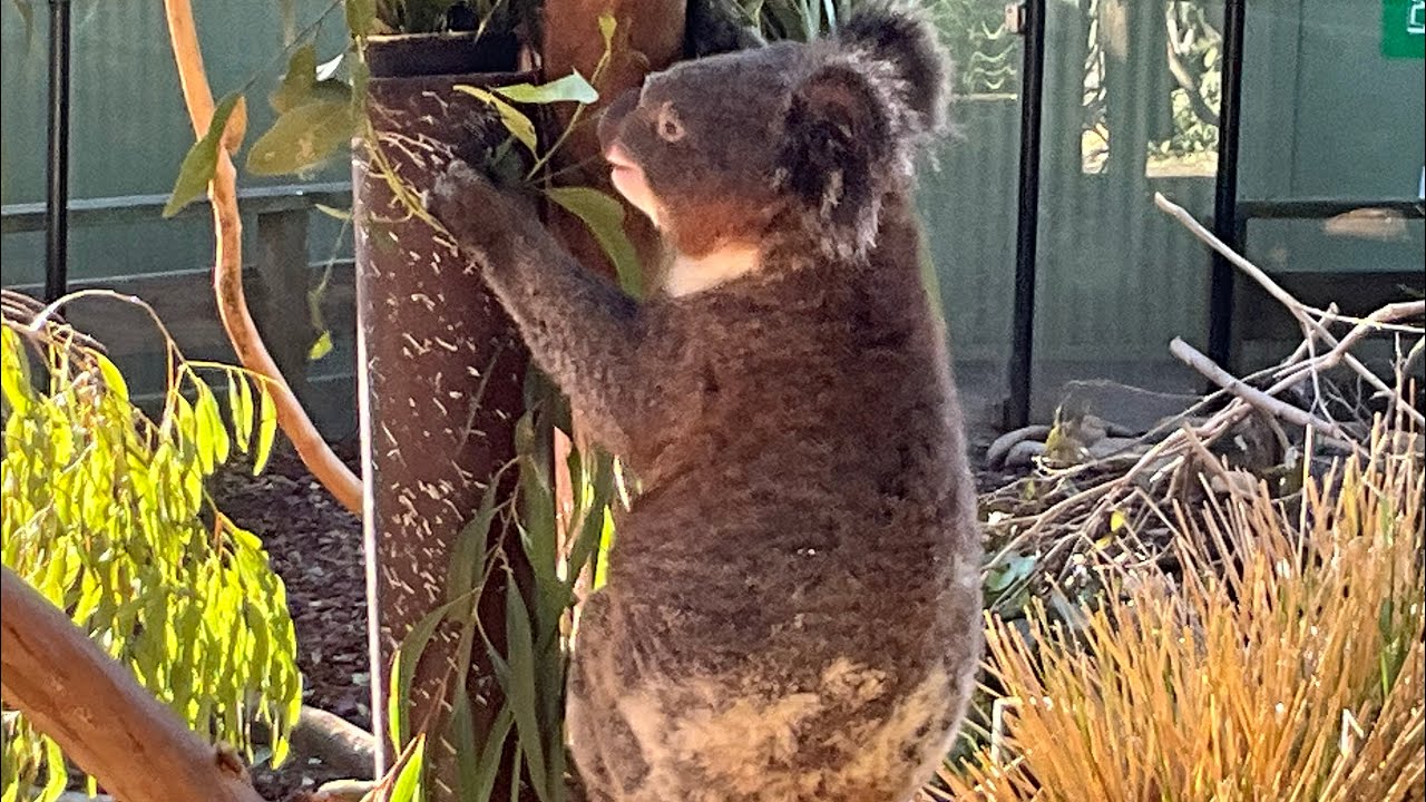 KOALA’S LIFE IS SIMPLE SLEEP EAT CLIMB PLAY POOP PEE REPEAT SYDNEY ...