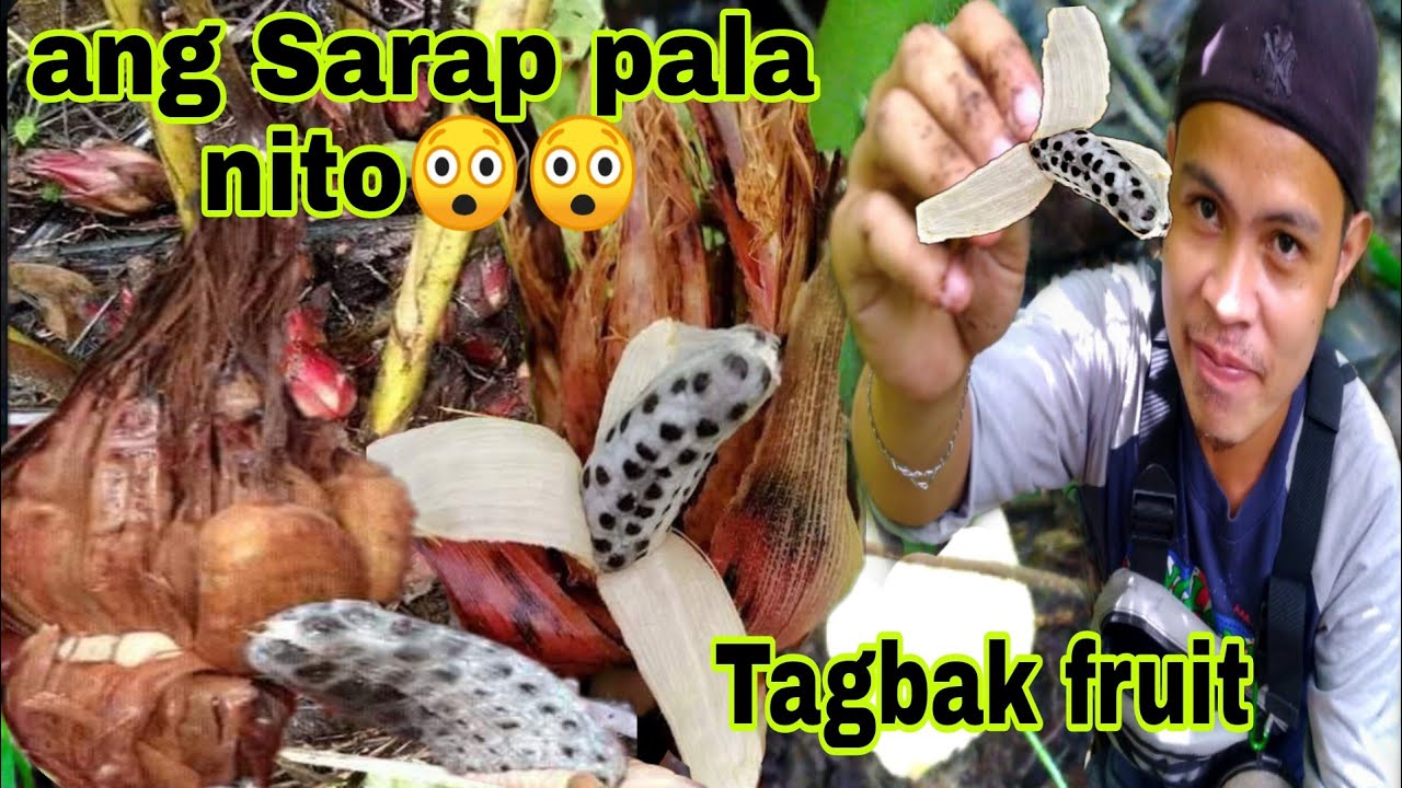 Isa sa pinaka masarap na prutas sa gubat|Tagbak o Puso-pusoan||kharding ...