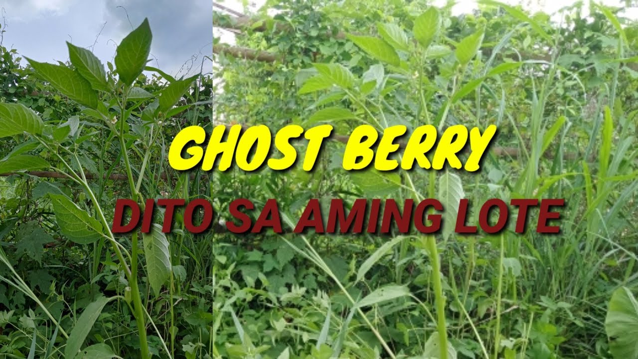 GHOST BERRY DITO SA AMING LOT - YouTube