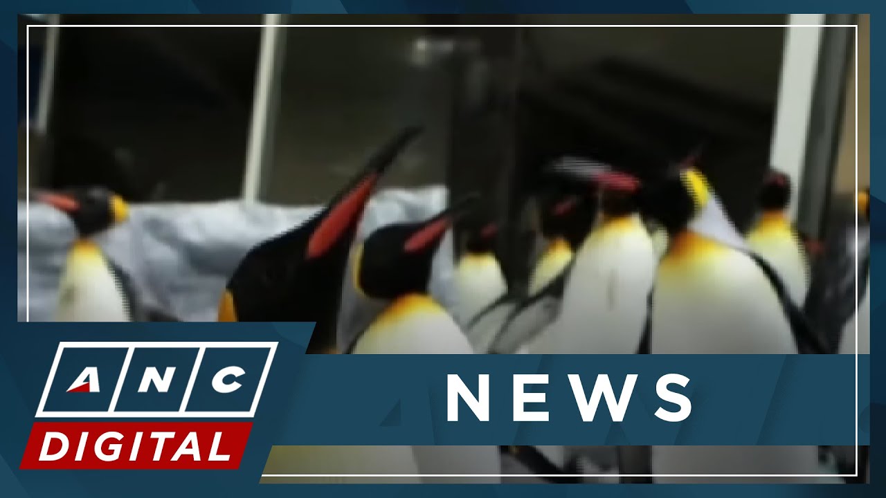Meet Pesto, the Chonky baby penguin becoming the latest internet ...