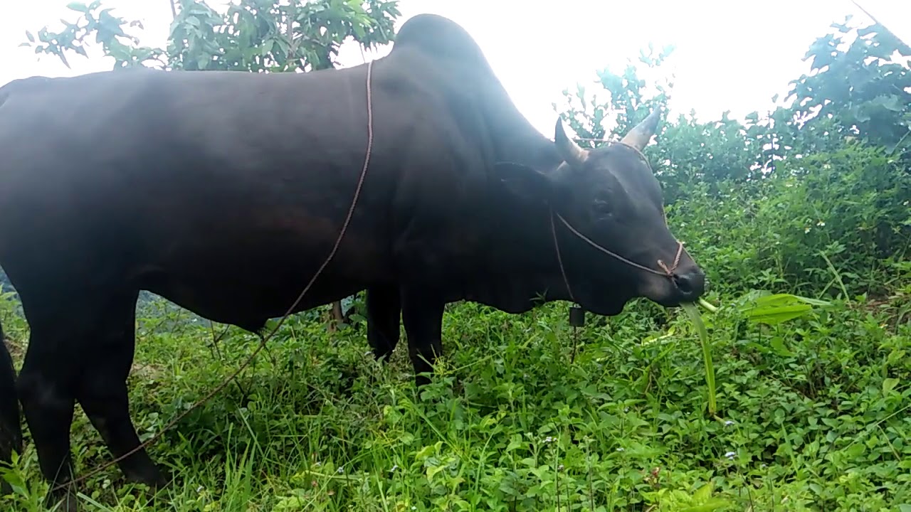 Yang hawj / tso nguj ua si 2019 - YouTube